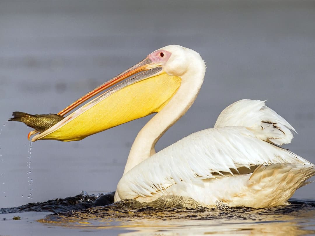 Anatomy & Physiology | Birdfact