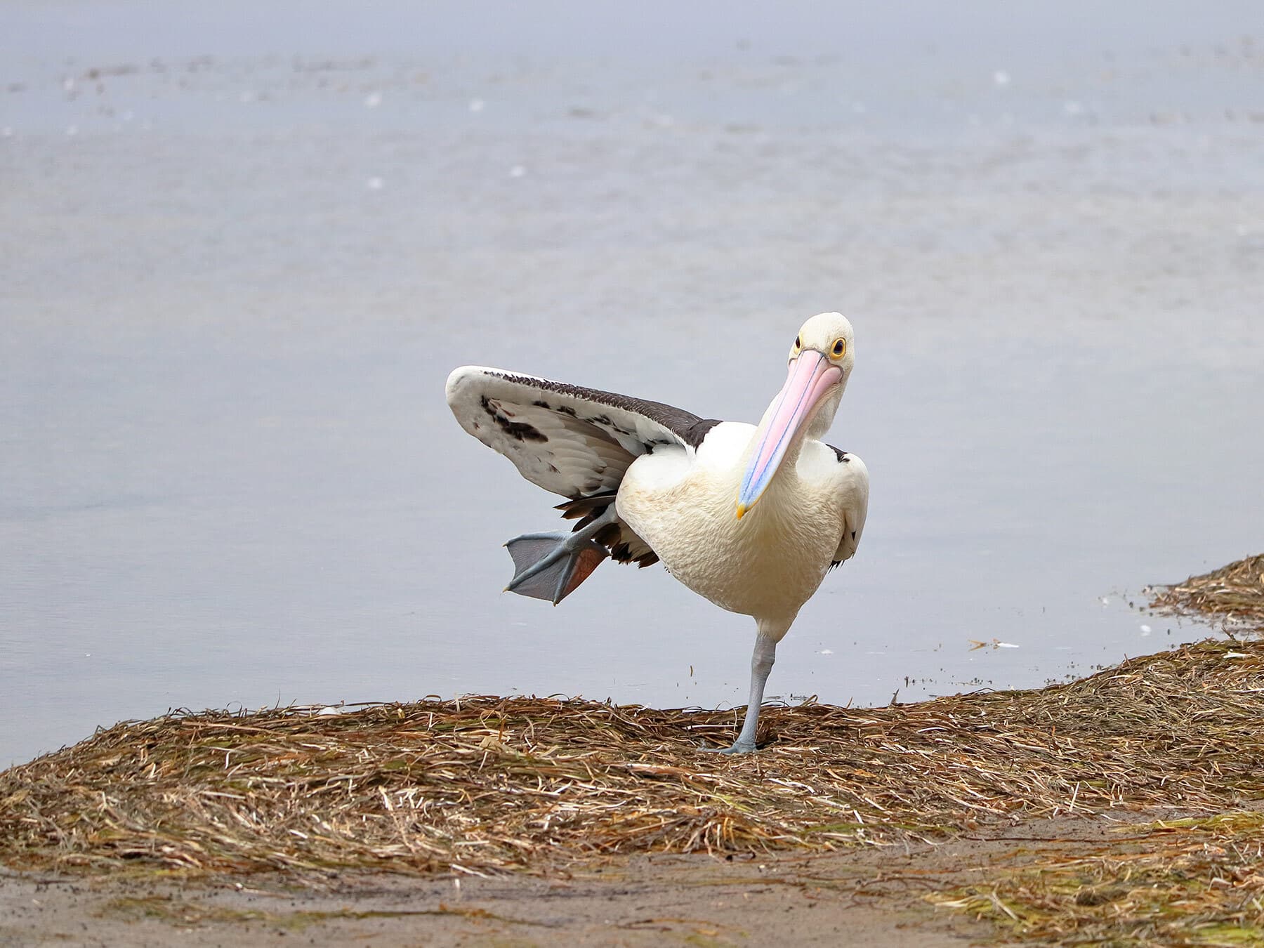 Do Birds Fart? The Science Behind Avian Digestion and Gas | Birdfact