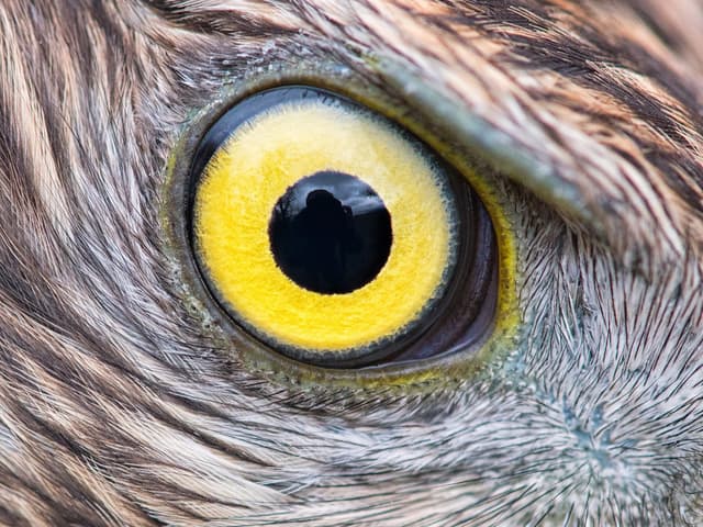 Do Birds Have Eyelids? (Complete Guide) | Birdfact