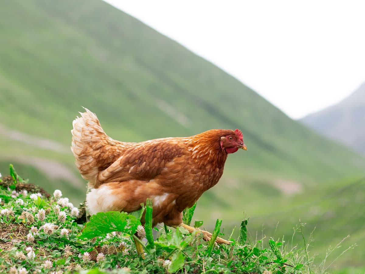 Do Birds Fart? The Science Behind Avian Digestion and Gas | Birdfact