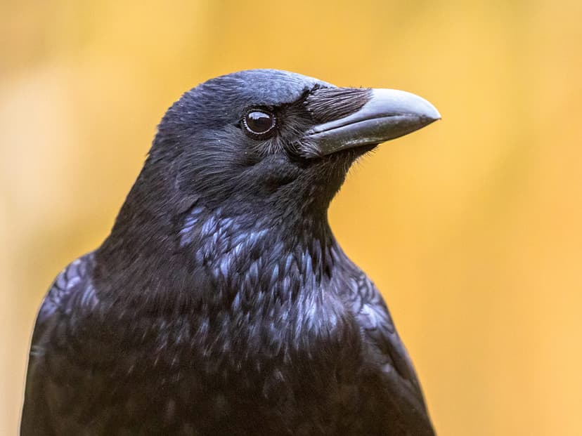 Do Crows Like Shiny Things? (What About Magpies + Myths Debunked ...