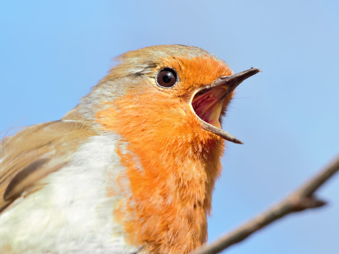 Do Robins Migrate? (European Robin Migration Guide) | Birdfact