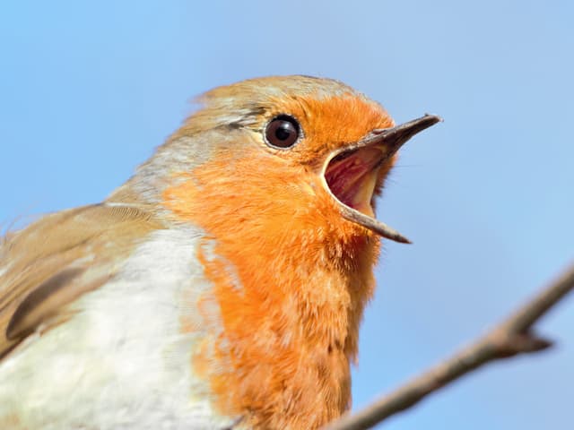 Do Robins Migrate? (European Robin Migration Guide) | Birdfact
