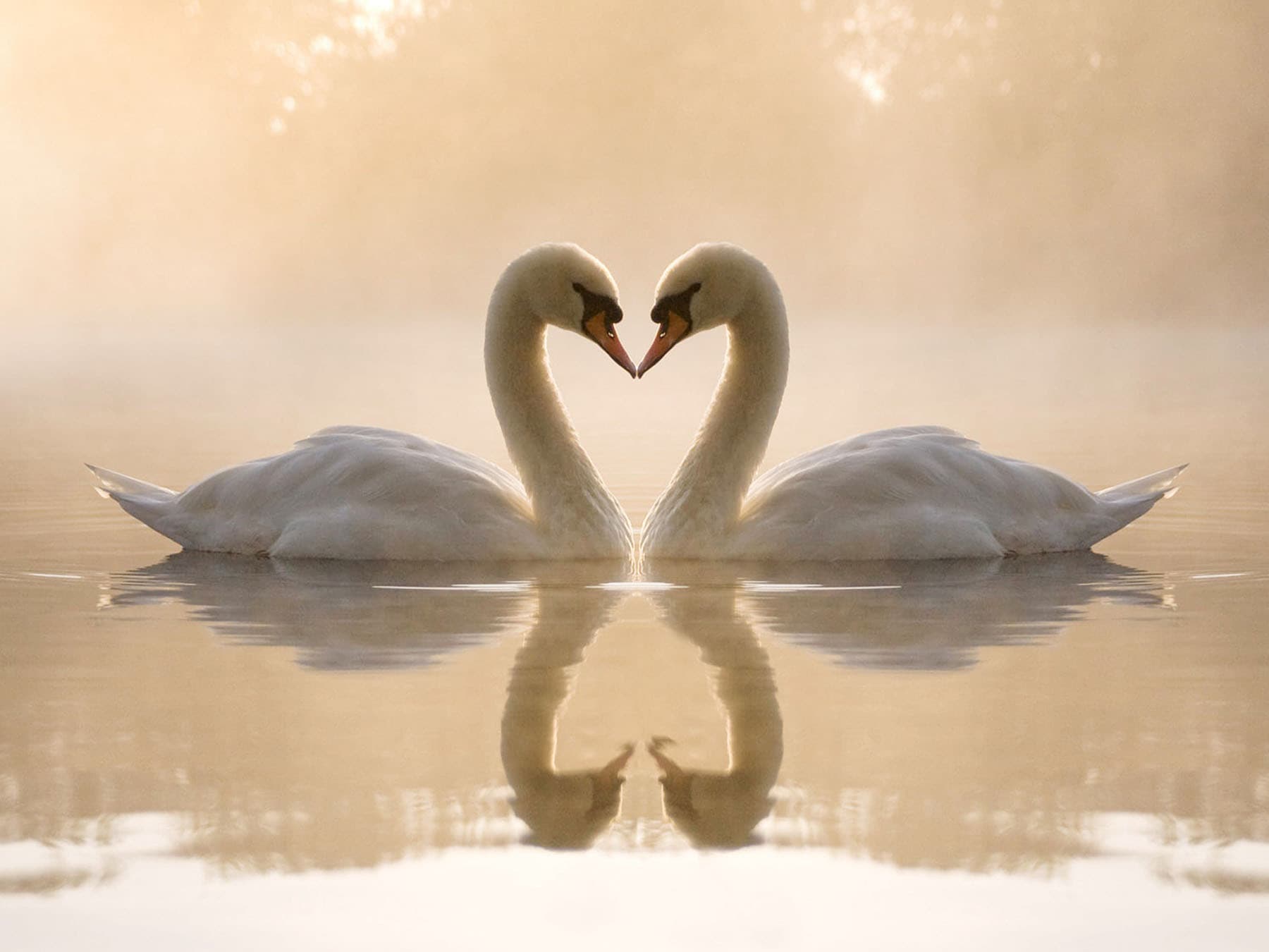 Do Swans Mate For Life? | Birdfact