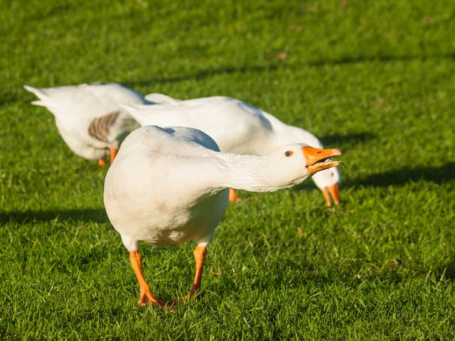 Why Are Geese Aggressive? (Warning Signs, What To Do When Attacked ...