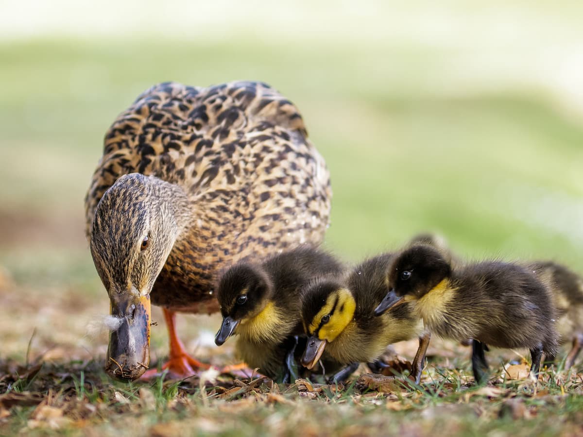 the role of gizzards | Birdfact