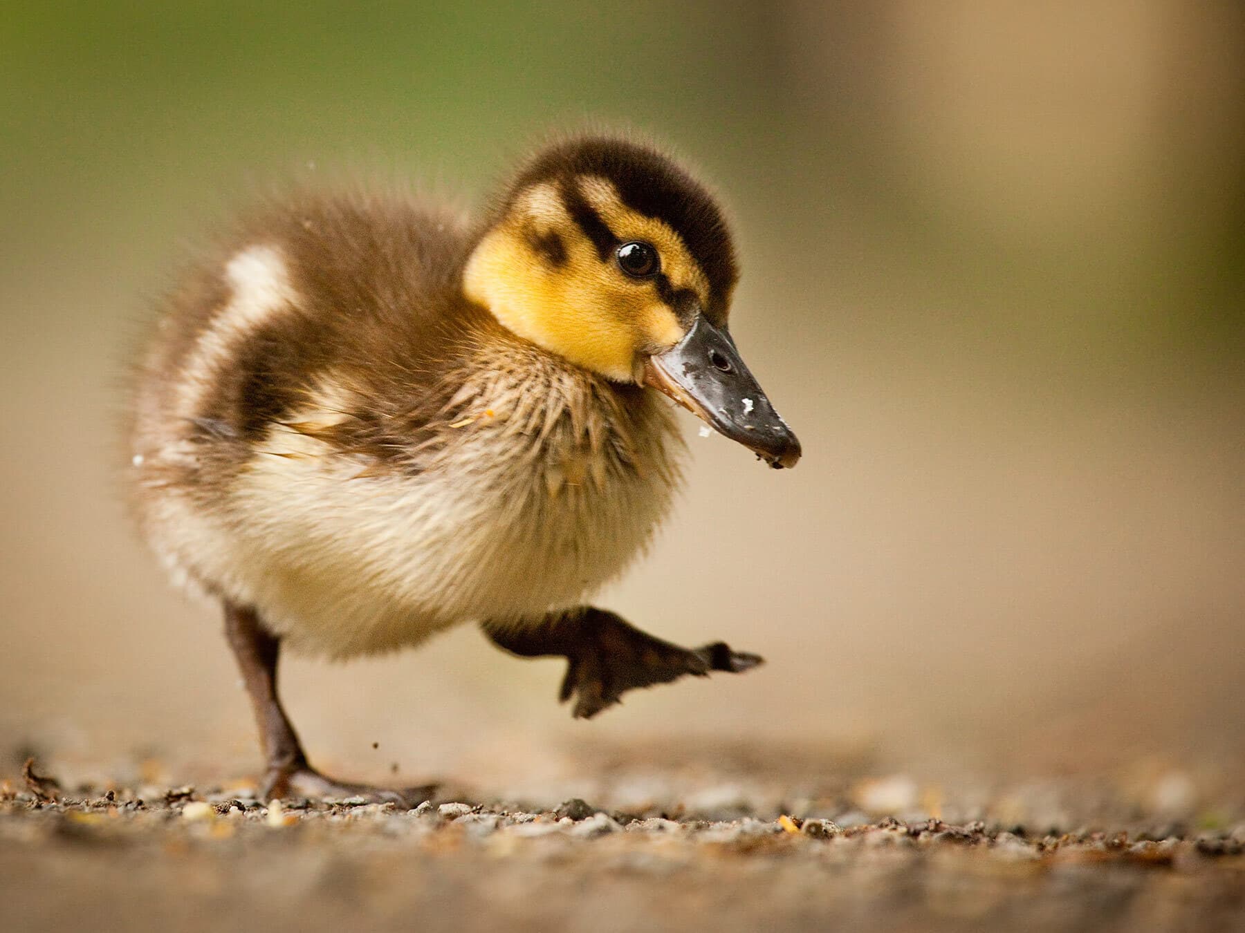 Baby Ducks (Ducklings): Complete Guide with Pictures | Birdfact