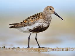 Dunlin | Birdfact