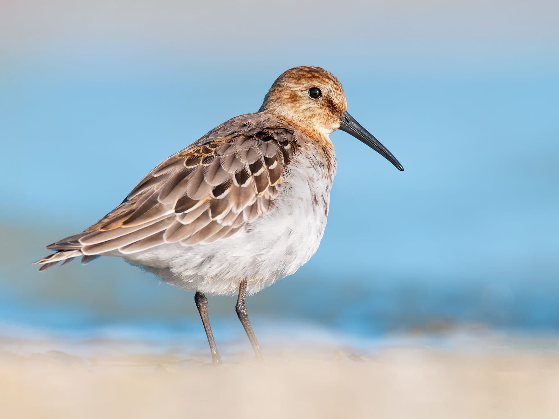 Dunlin | Birdfact