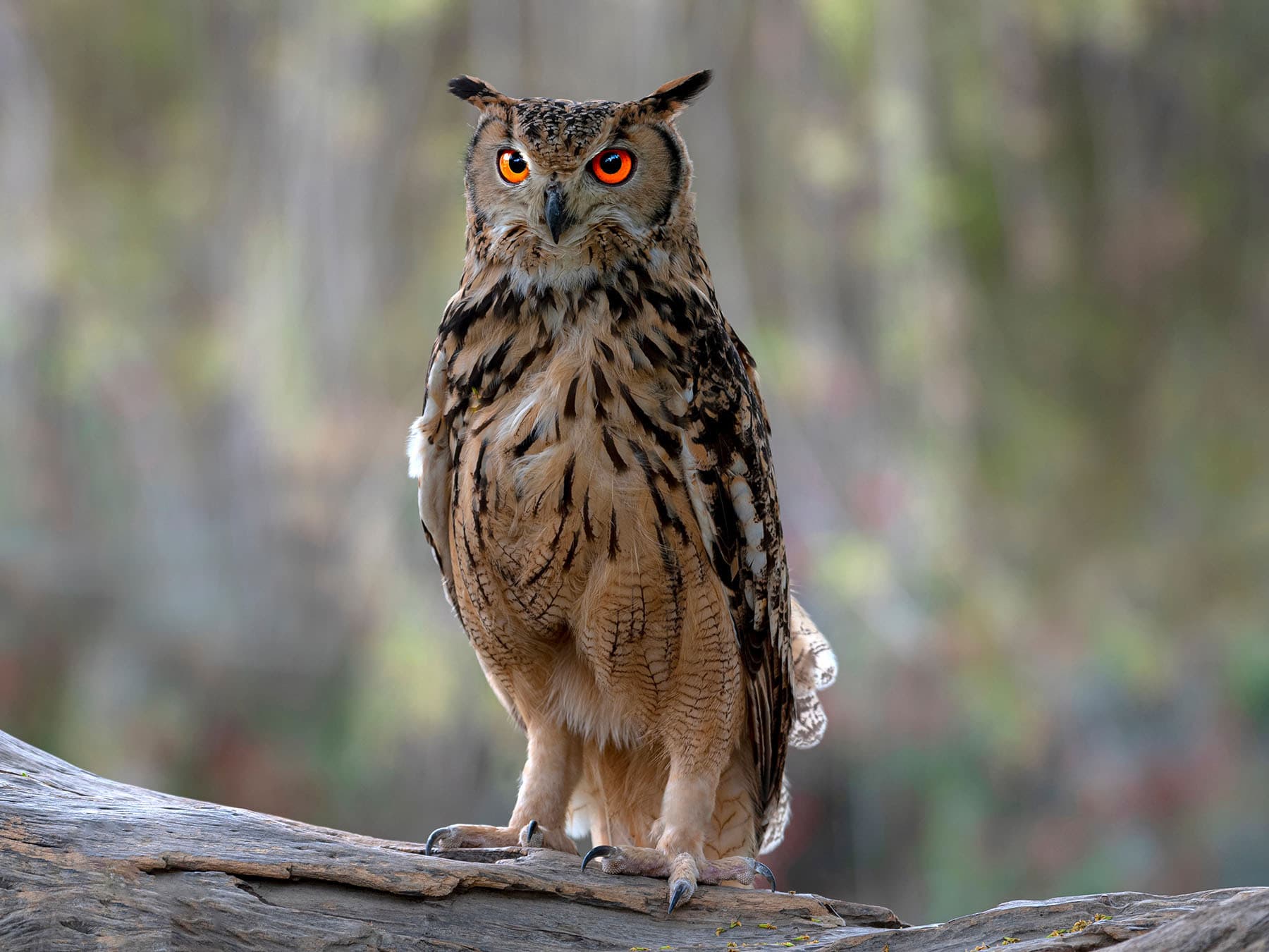 Owl Legs: Anatomy, Adaptive Advantages + FAQs | Birdfact