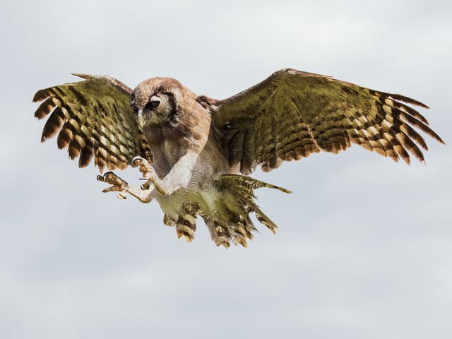 Owl Legs: Anatomy, Adaptive Advantages + FAQs | Birdfact