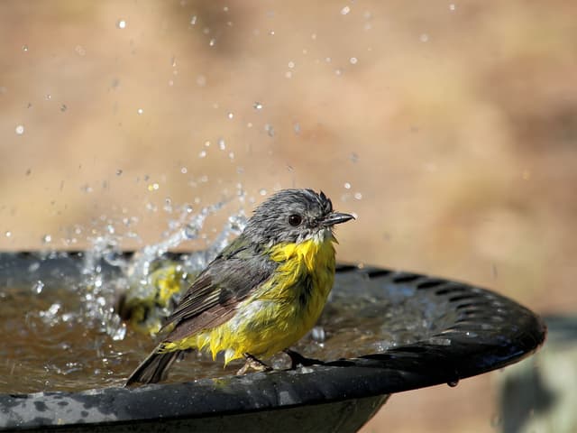 Eastern Yellow Robin | Birdfact