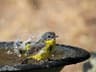Eastern Yellow Robin | Birdfact