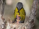 Eastern Yellow Robin | Birdfact