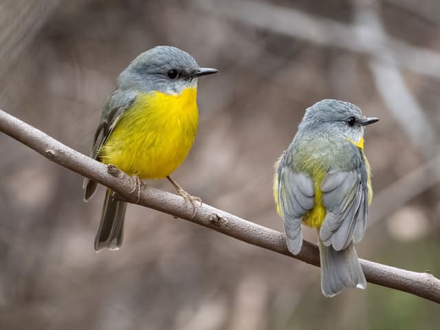 Eastern Yellow Robin | Birdfact