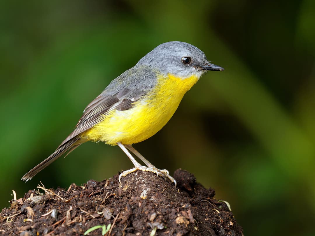Eastern Yellow Robin | Birdfact