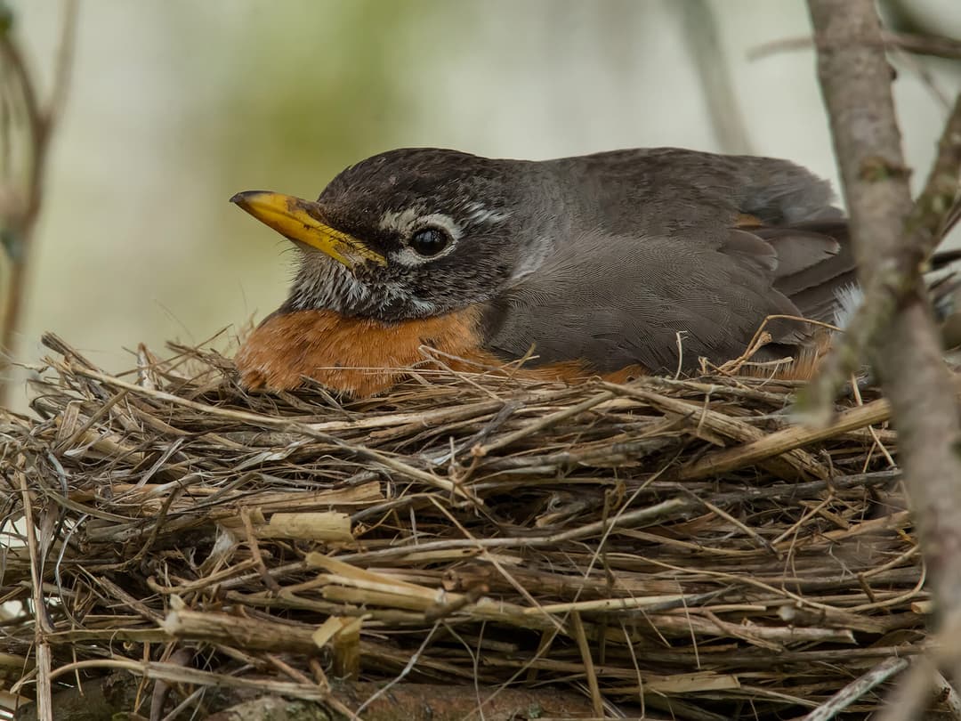How Do Birds Eggs Hatch? (Full Process Explained) | Birdfact