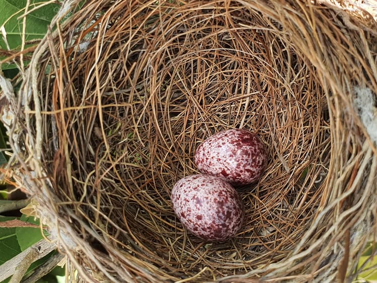 egg laying and incubation | Birdfact
