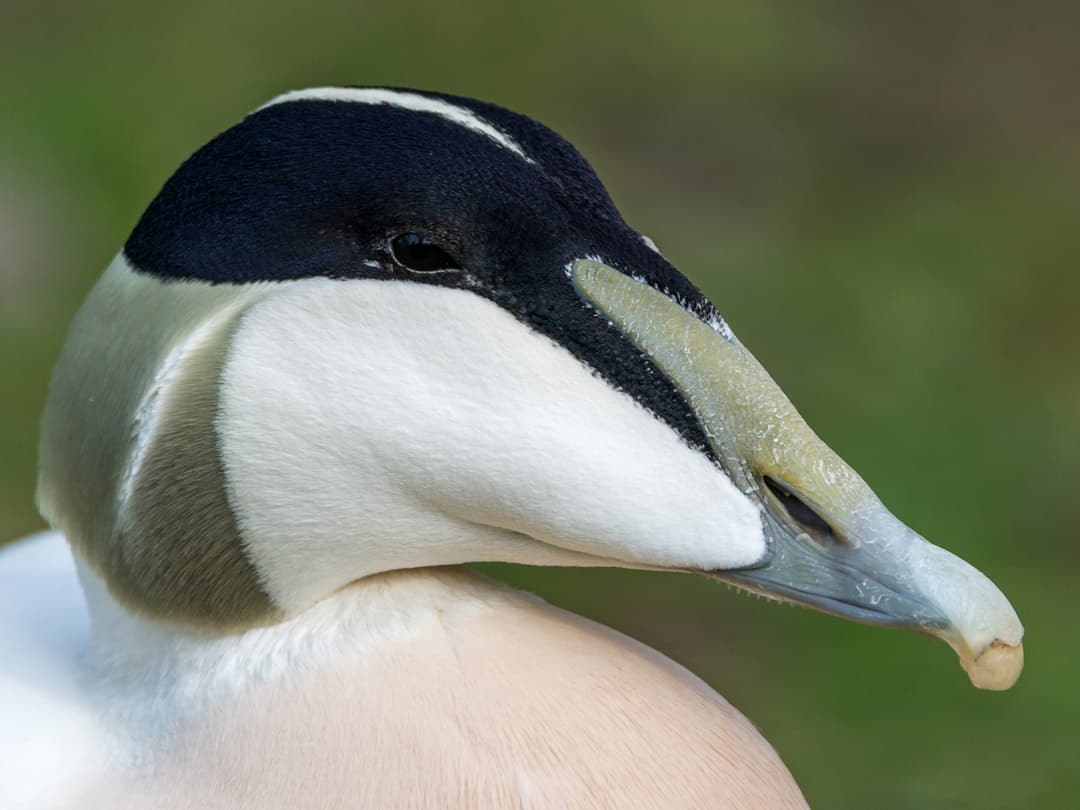 Eider | Birdfact