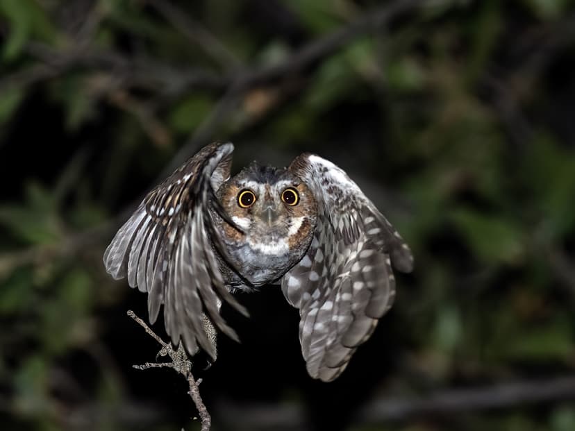 Elf Owl | Birdfact