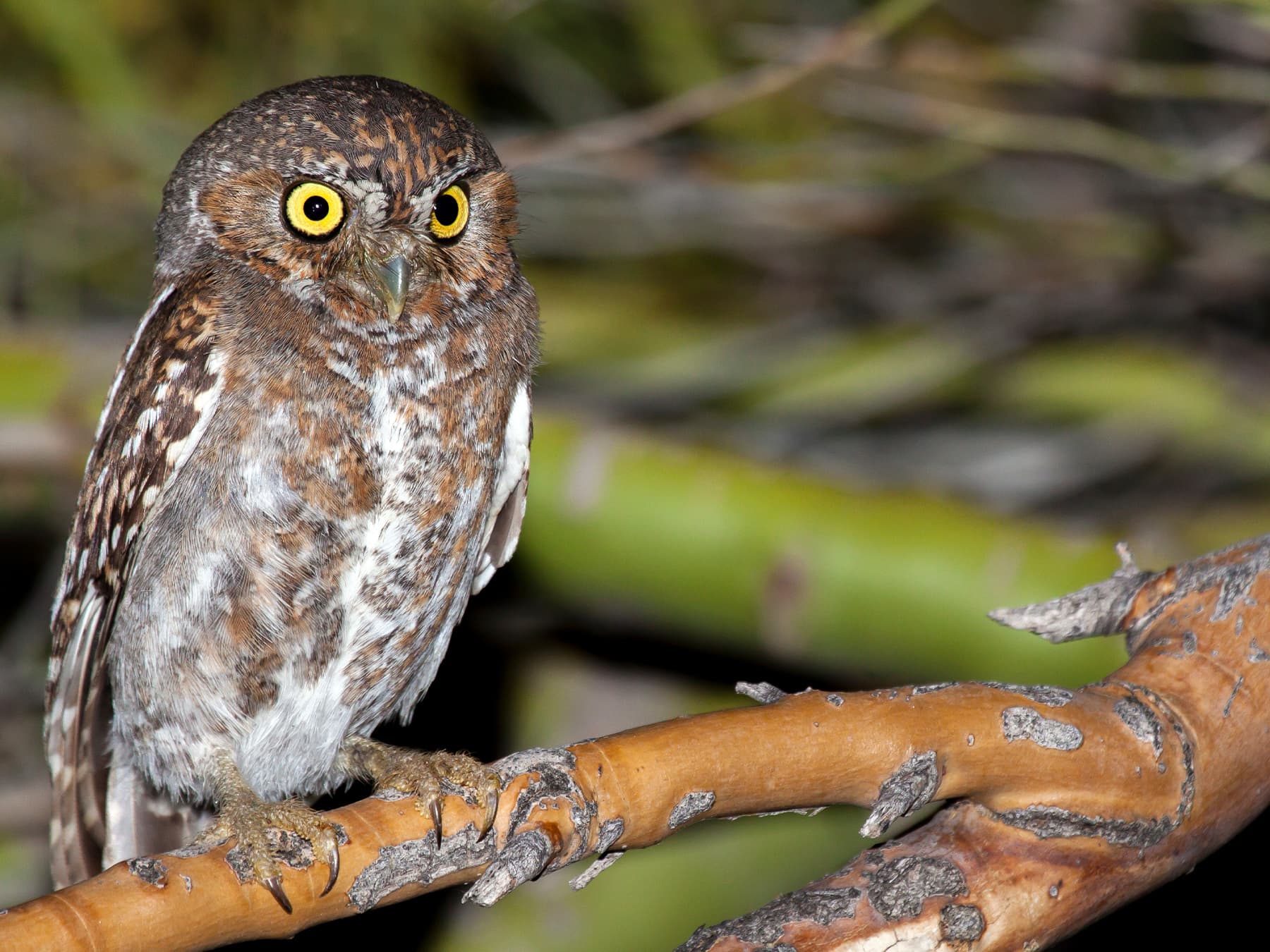 Elf Owl | Birdfact