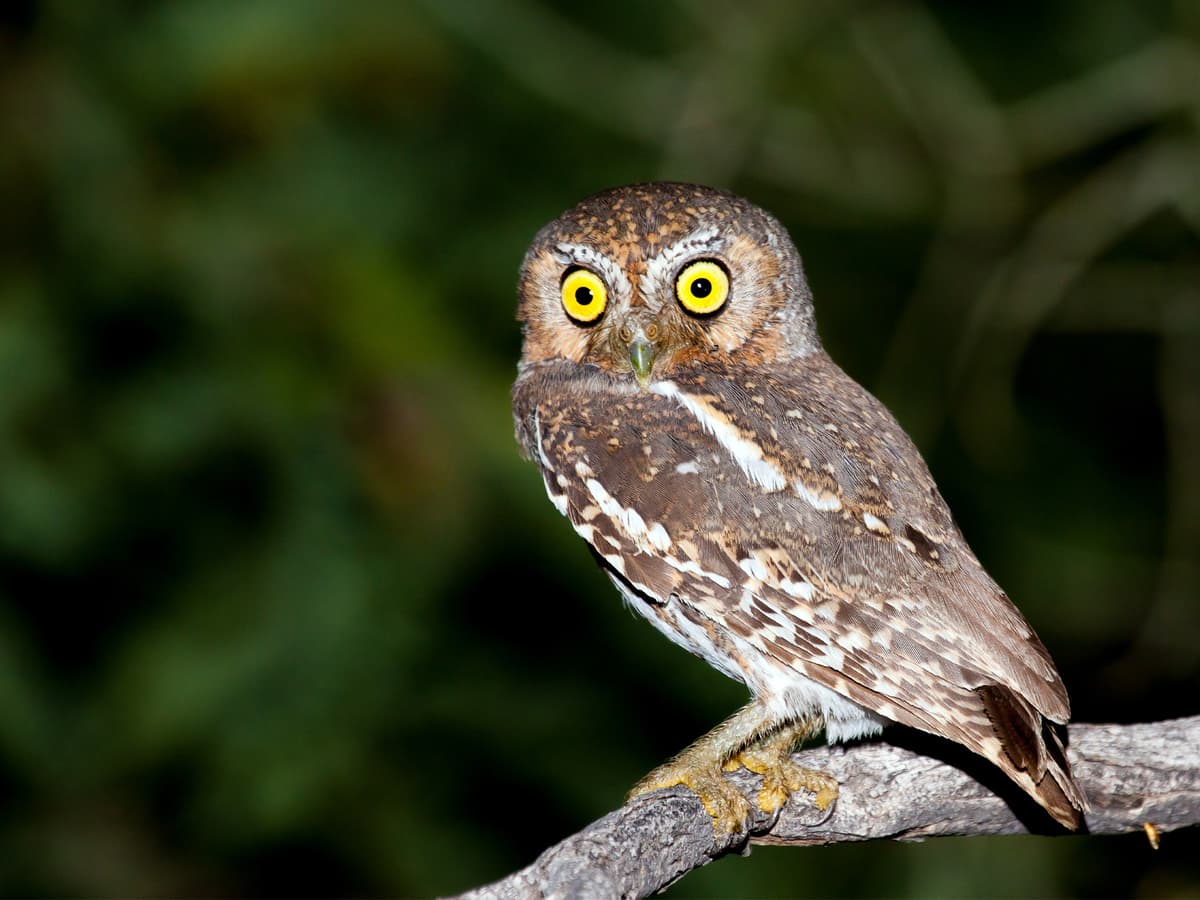 Owls (Strigidae) | Birdfact