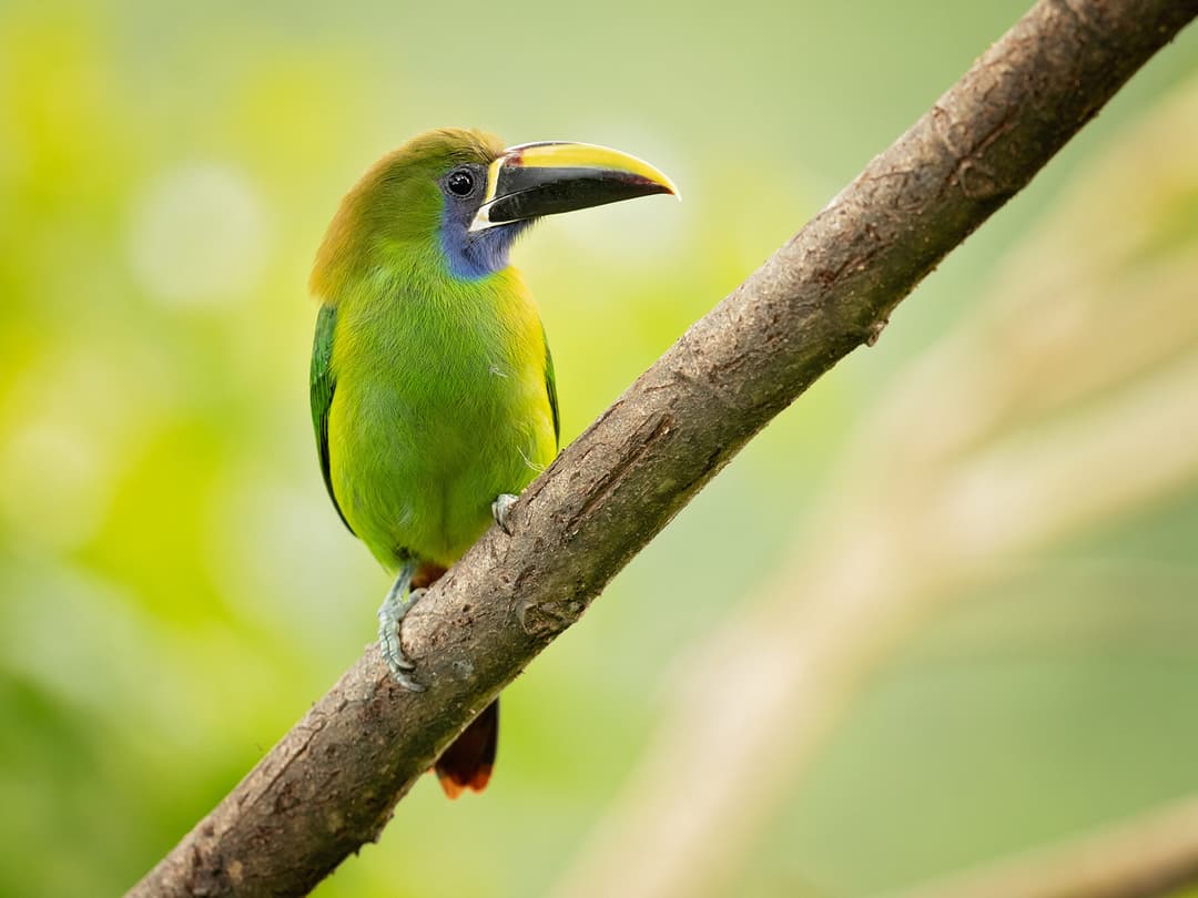 What Do Toucans Eat? (All You Need To Know) | Birdfact