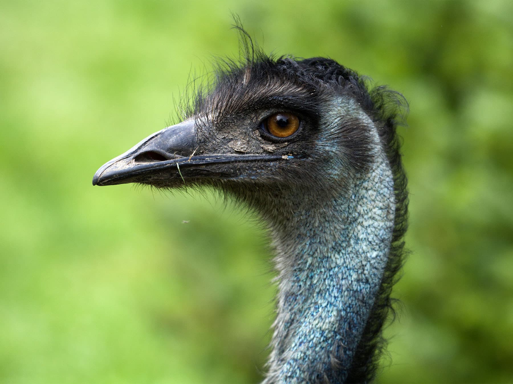 Emu | Birdfact
