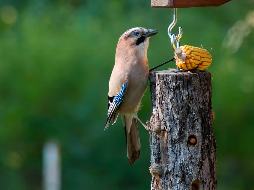 Popcorn for Birds: Safe Treat or Dietary Hazard? | Birdfact