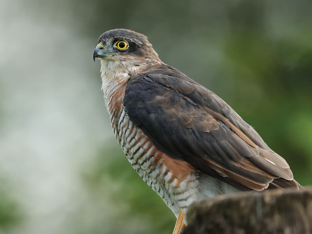 Sparrowhawk | Birdfact