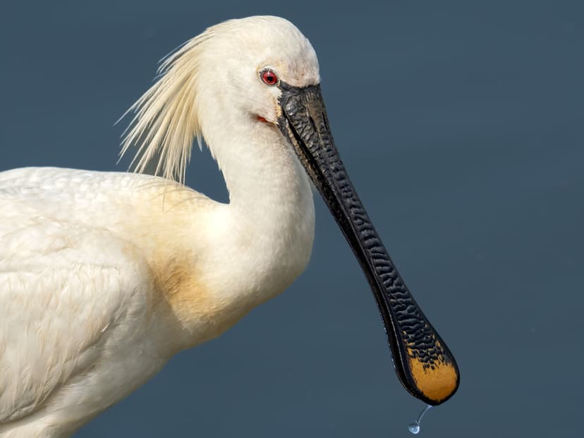 beak shapes and function | Birdfact