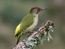 European Green Woodpecker | Birdfact