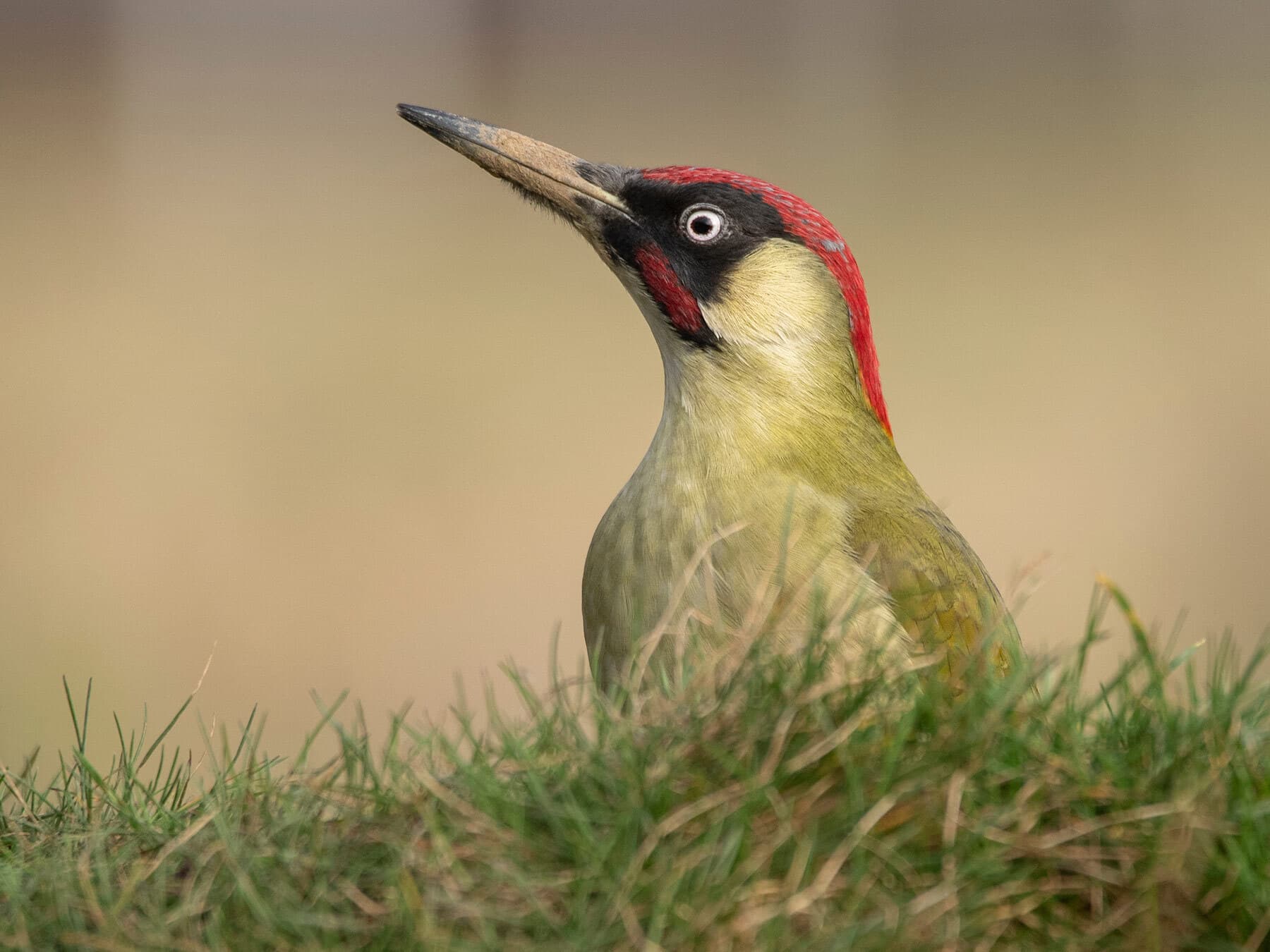 European Green Woodpecker | Birdfact
