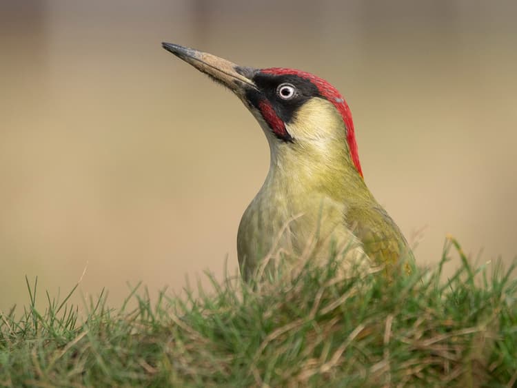 European Green Woodpecker | Birdfact