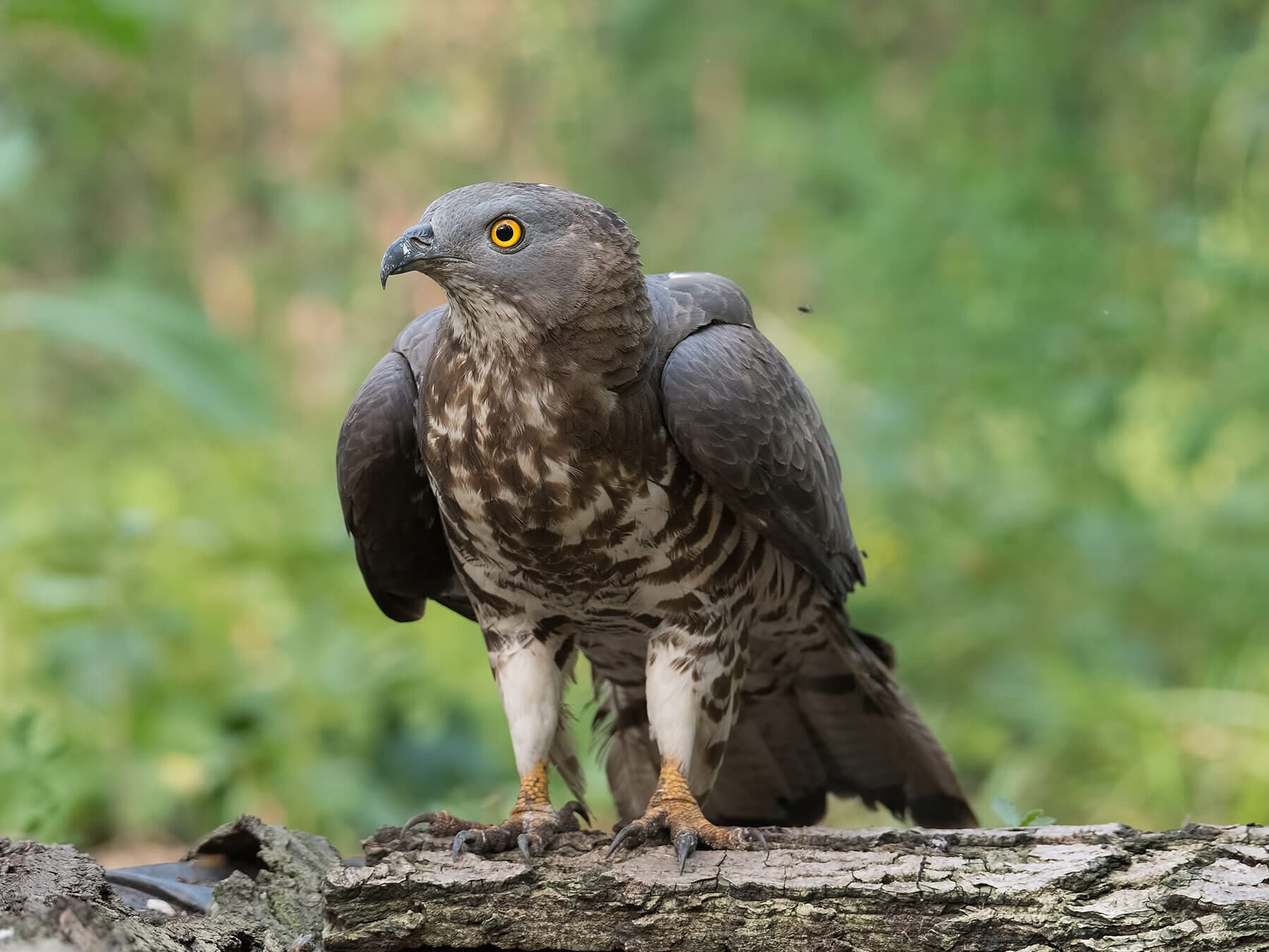 European Honey-buzzard | Birdfact