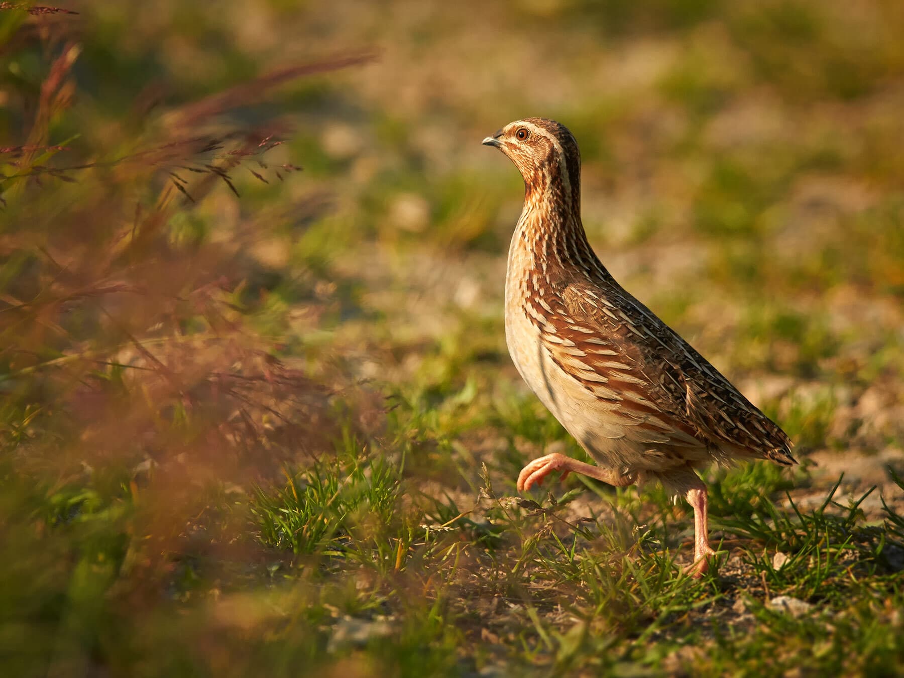 Can Quails Fly? | Birdfact