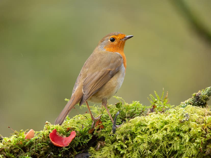 How Long Do Robins Live? (European Robin Lifespan) | Birdfact