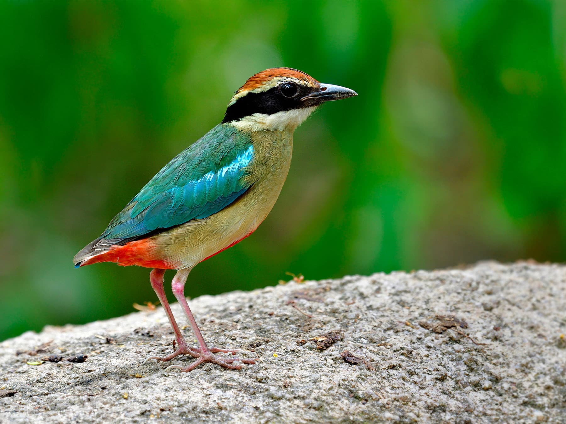 Fairy Pitta | Birdfact