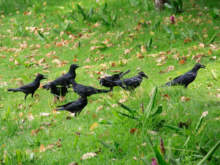 What is a Group of Crows Called? (And Why?) | Birdfact