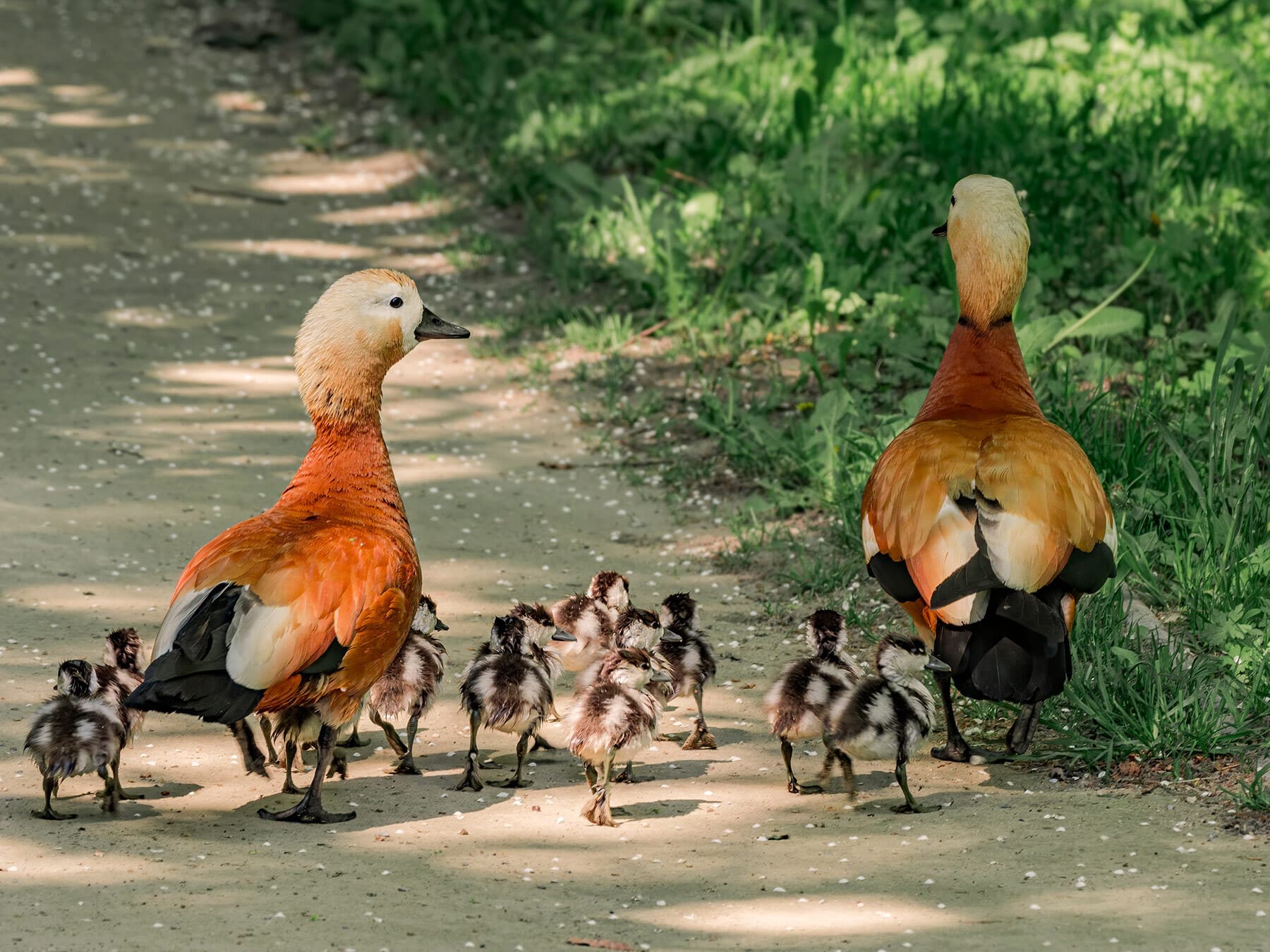 Baby Ducks (Ducklings): Complete Guide with Pictures | Birdfact