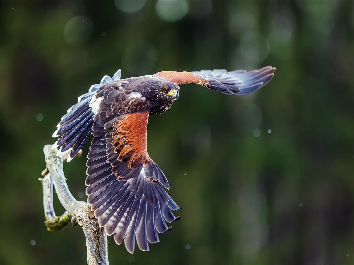 bird wing anatomy | Birdfact
