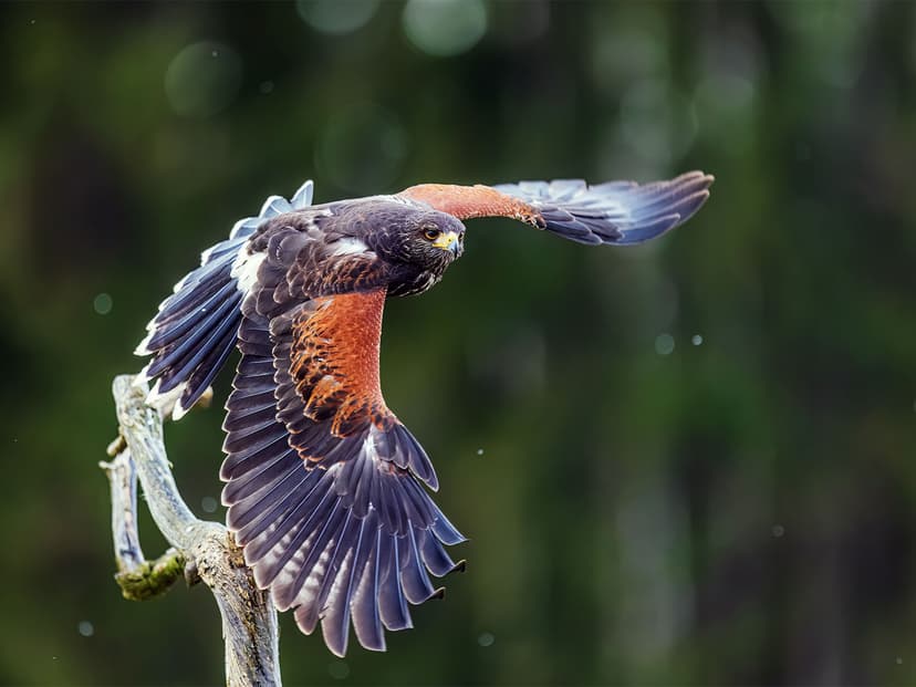 bird wing anatomy | Birdfact