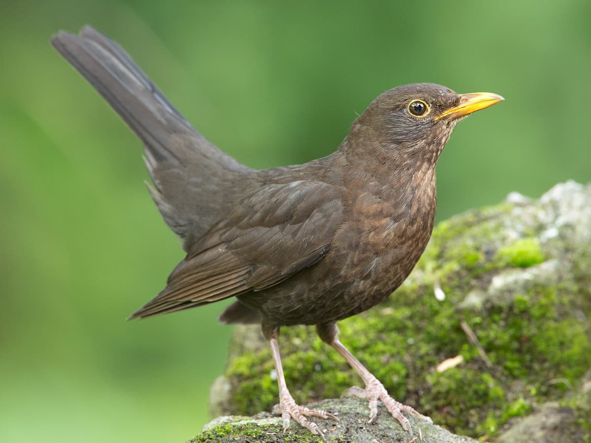 Female Blackbirds: Identifying Features And Behaviours | Birdfact