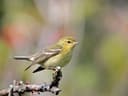 Blackpoll Warbler | Birdfact