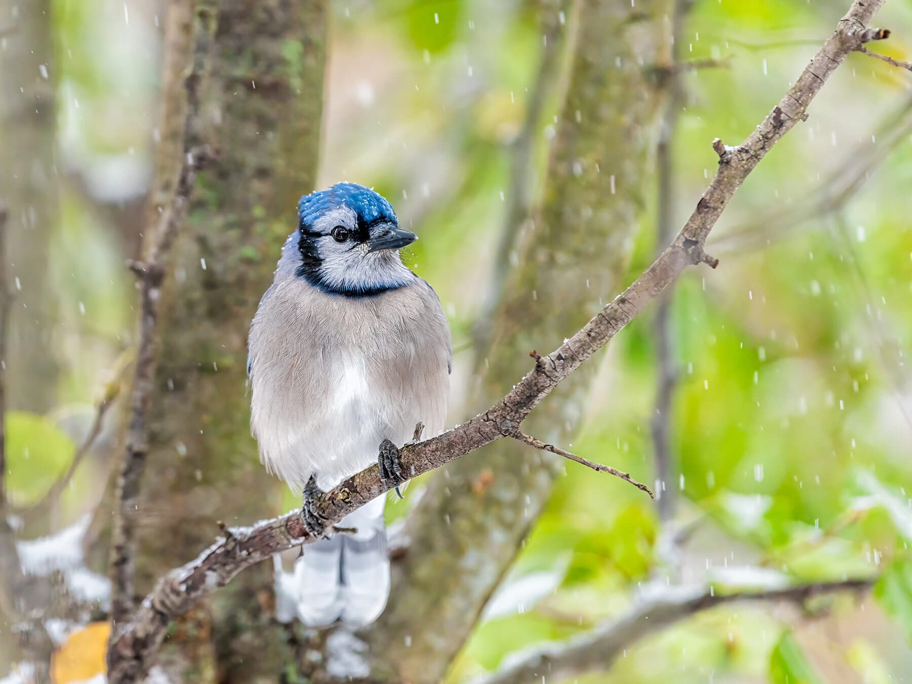 Female Blue Jays: A Complete Guide | Birdfact