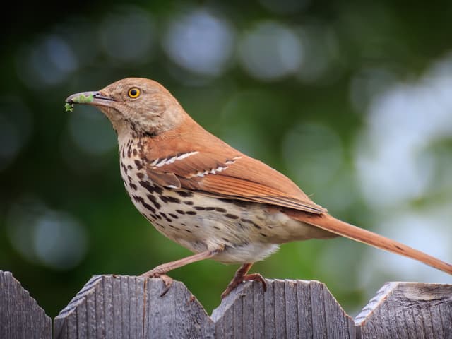 Female Brown Thrashers (Male vs Female Identification) | Birdfact