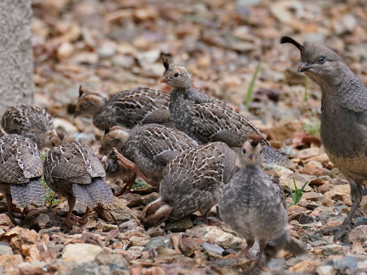 California Quail Nesting (Behavior, Eggs + Location) | Birdfact