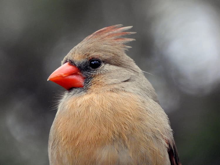 Female Cardinals: A Complete Guide | Birdfact