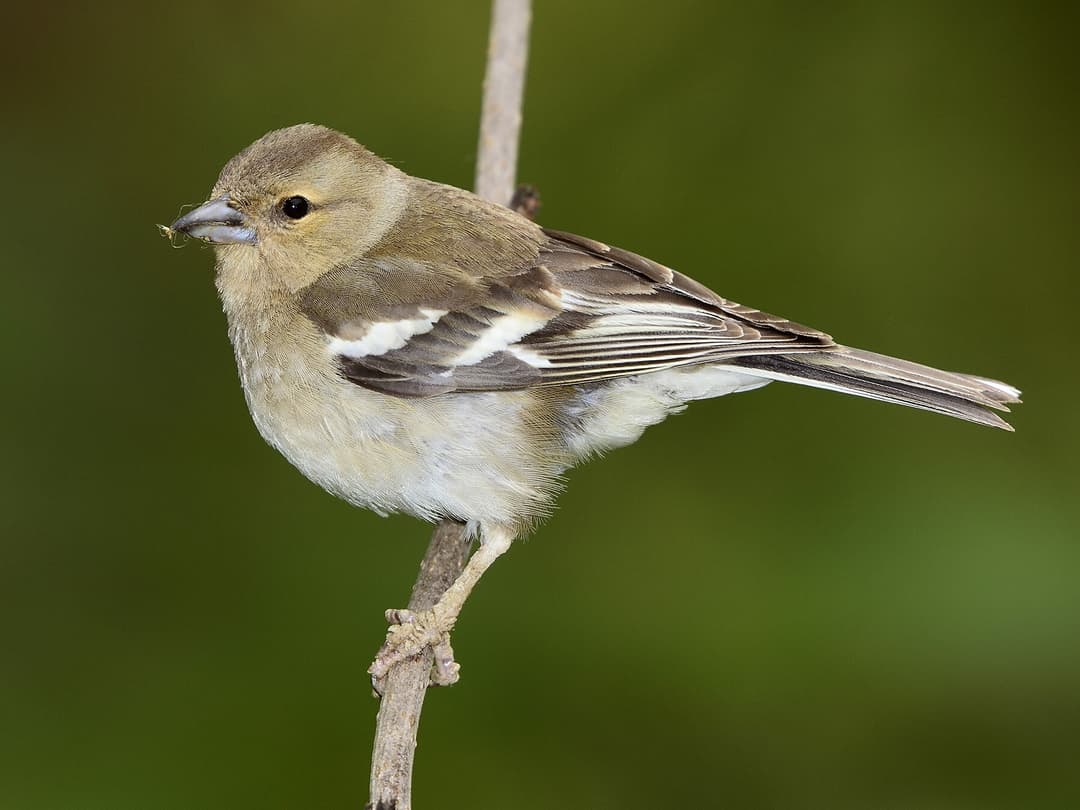Chaffinch | Birdfact