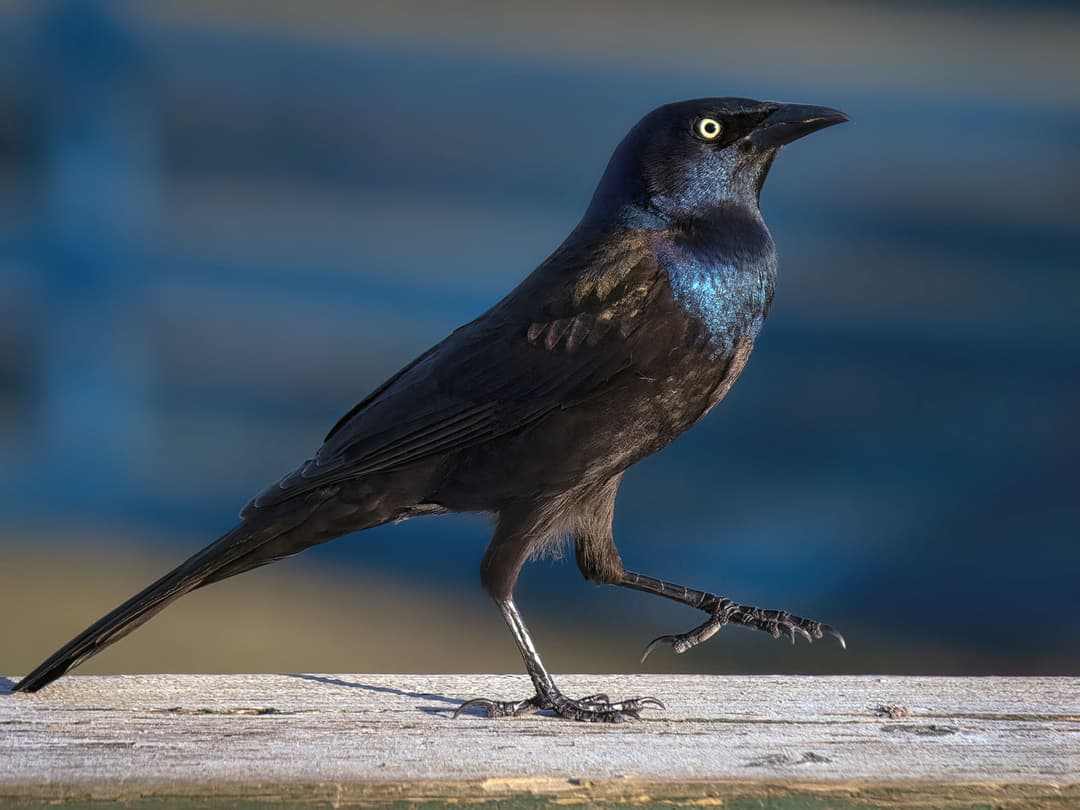 Common Grackle | Birdfact
